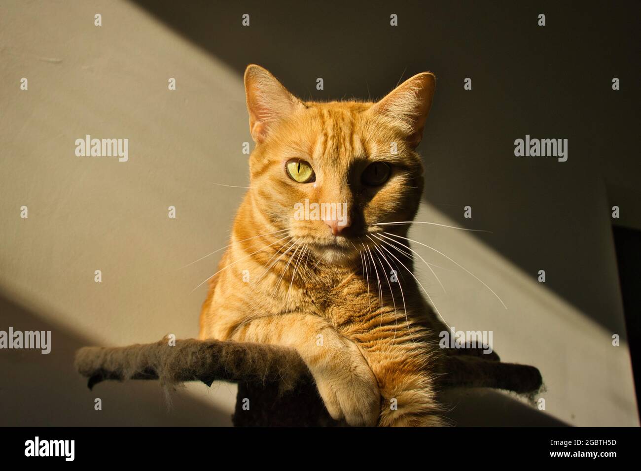 Cat looking wild hi-res stock photography and images - Alamy