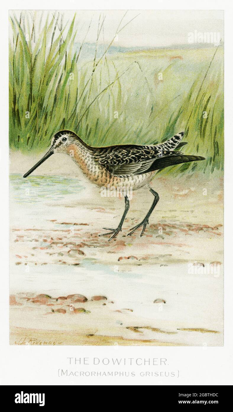 American wild bird Cut Out Stock Images & Pictures - Alamy