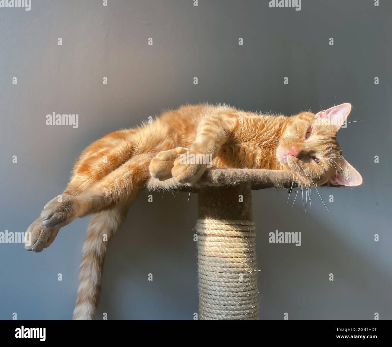 Sunlight on cats whiskers hi-res stock photography and images - Alamy