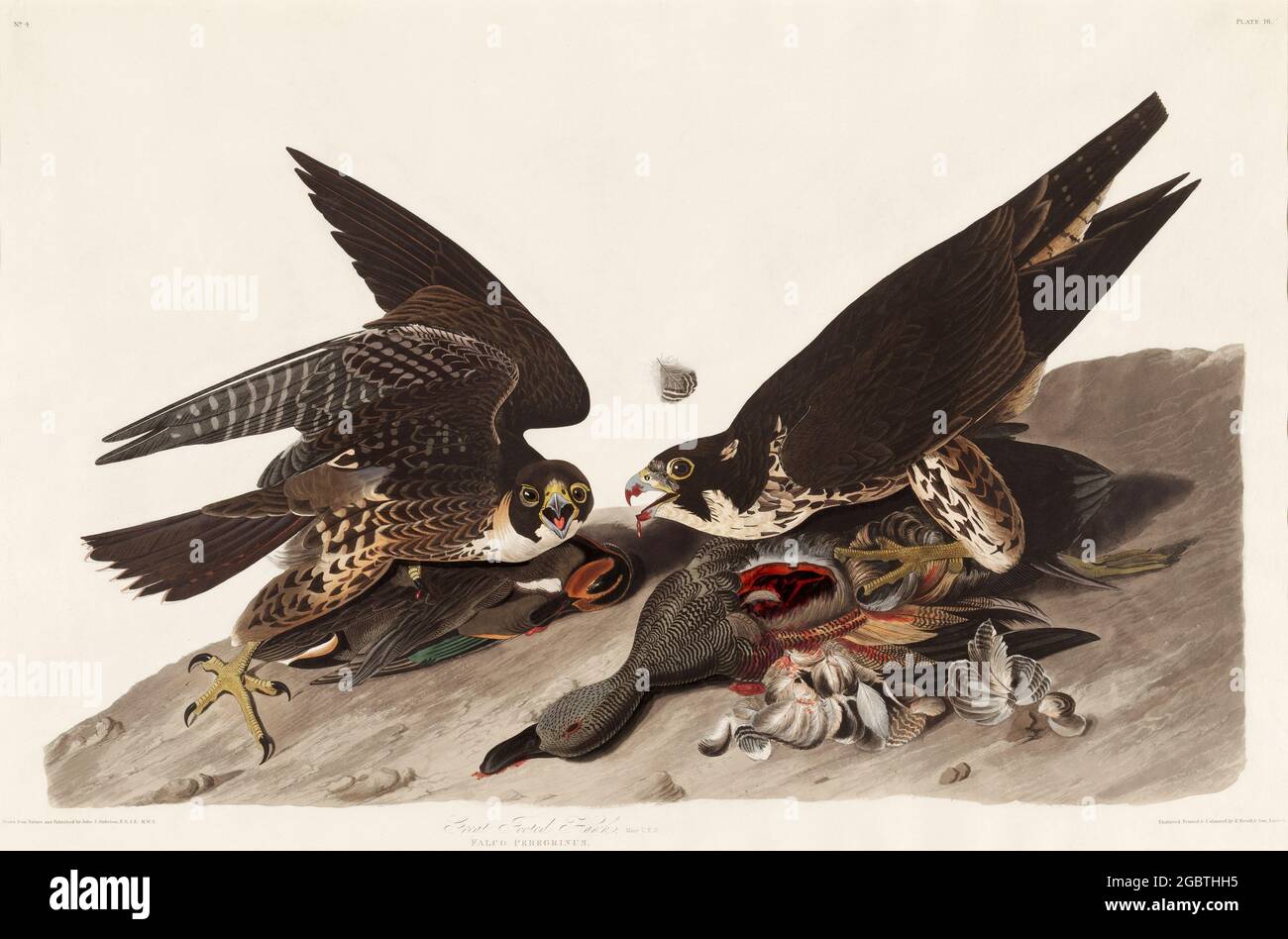 Great footed hawk hi-res stock photography and images - Alamy