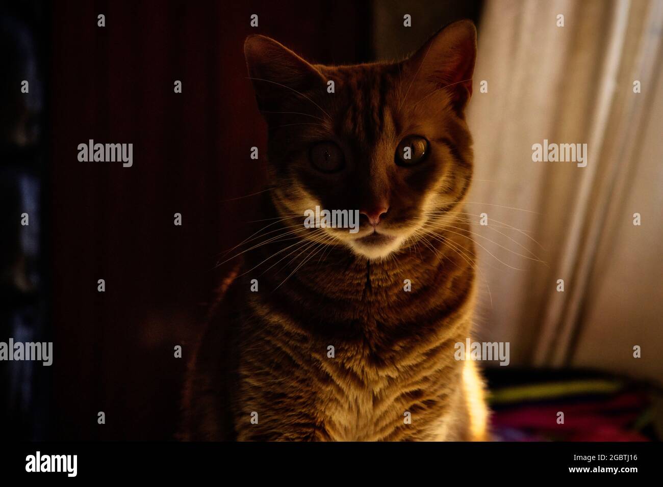 Cat watching at the camera Stock Photo - Alamy