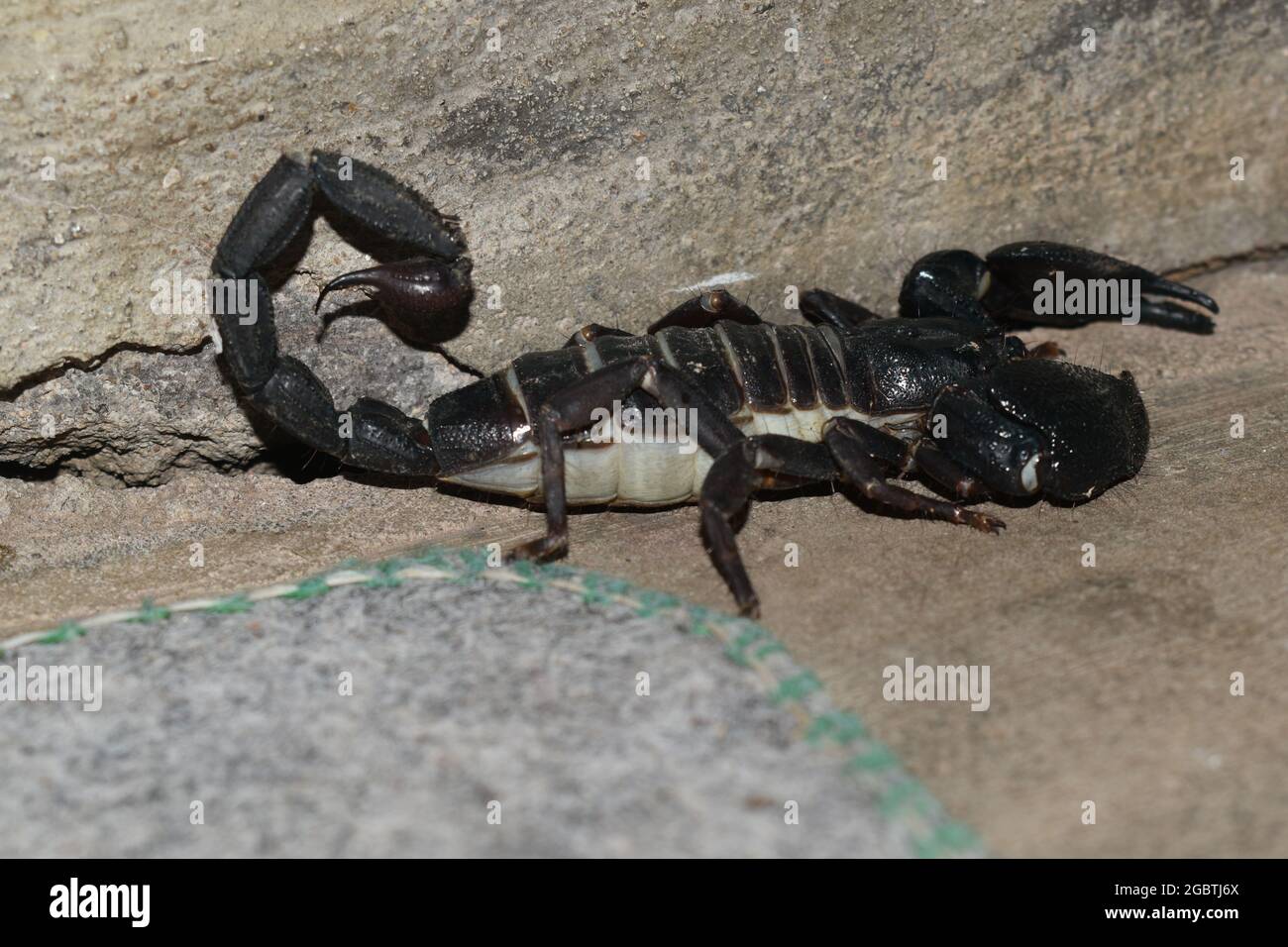 Close-up shot of an African venom scorpion Stock Photo - Alamy