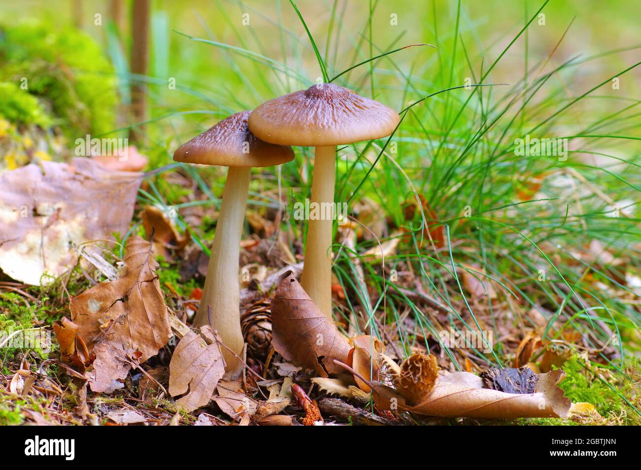 Entoloma hi-res stock photography and images - Alamy
