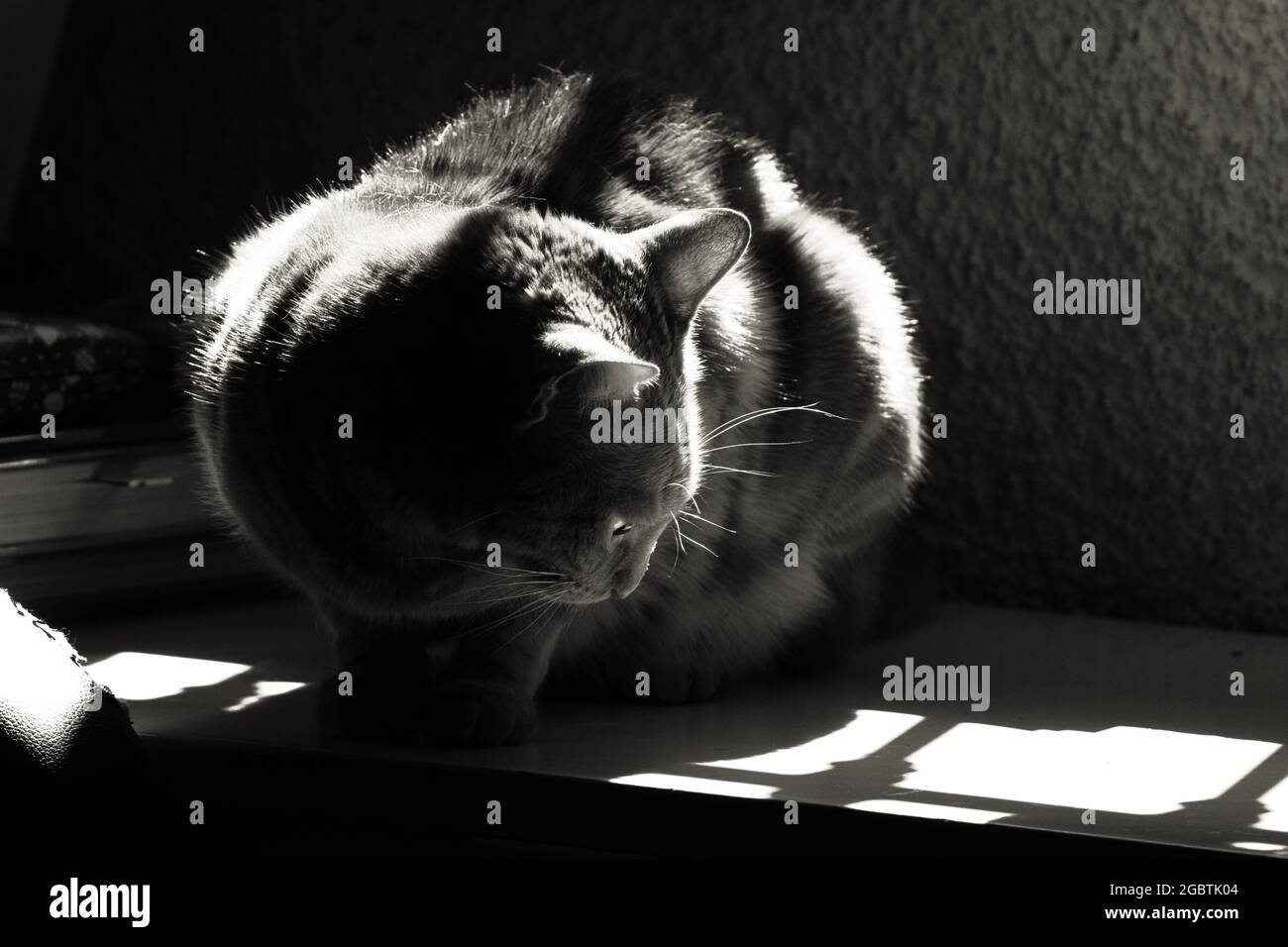 Contemplative pet hi-res stock photography and images - Alamy