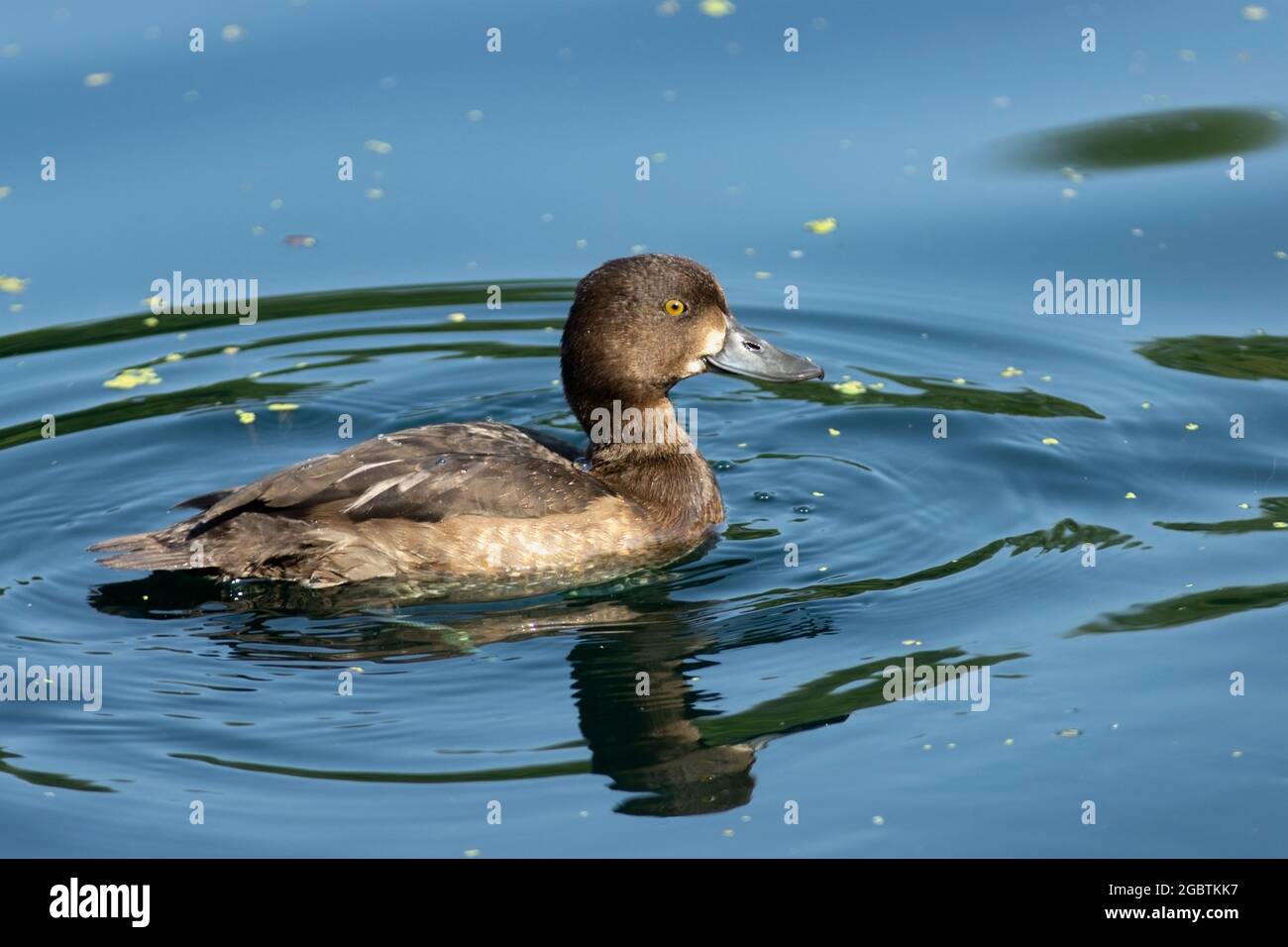 A female Tufted Duck swims along on a still pond. Commonest of the ...
