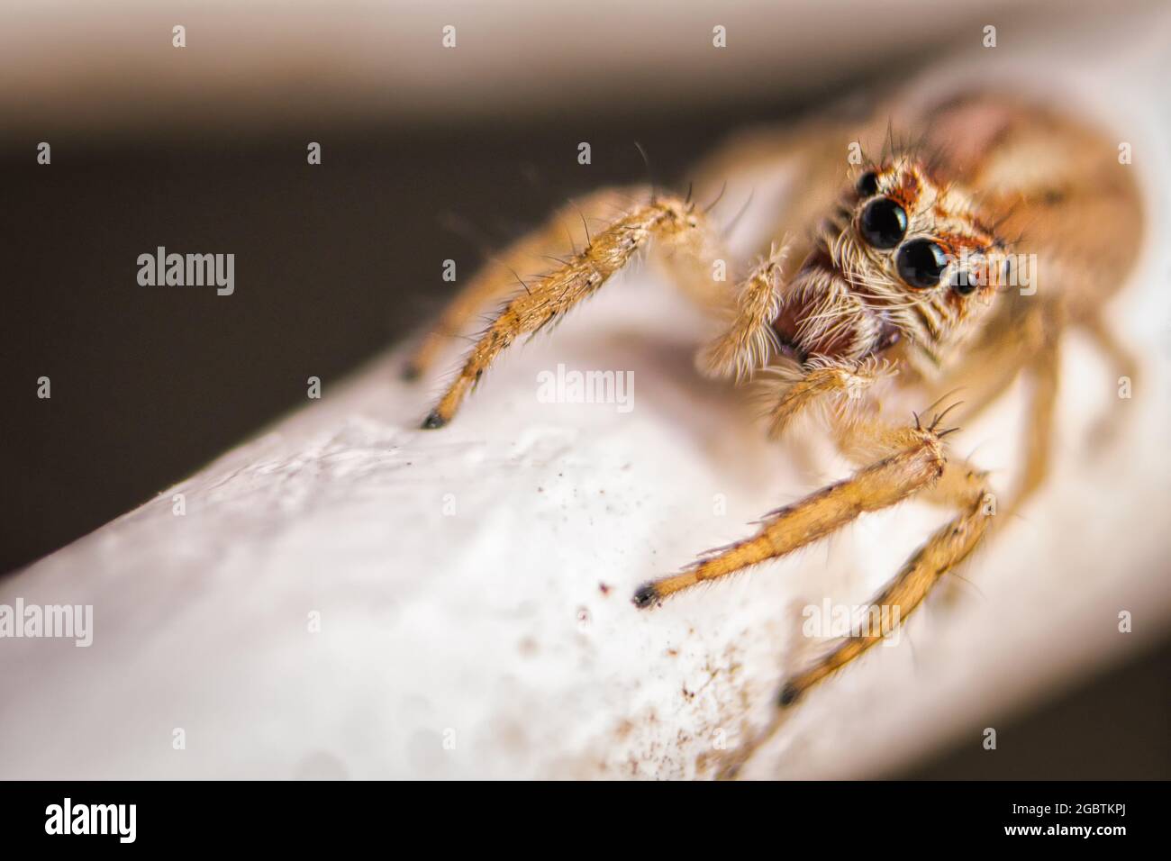 Spider macro shot Stock Photo - Alamy