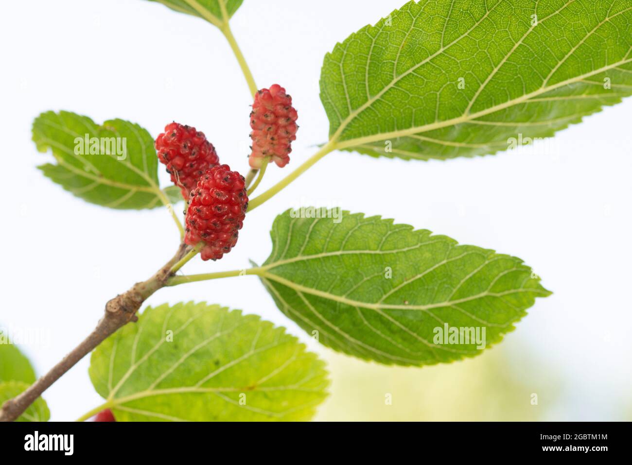 White Mulberry, Morus Alba, Fruit and Leaves Stock Photo - Alamy