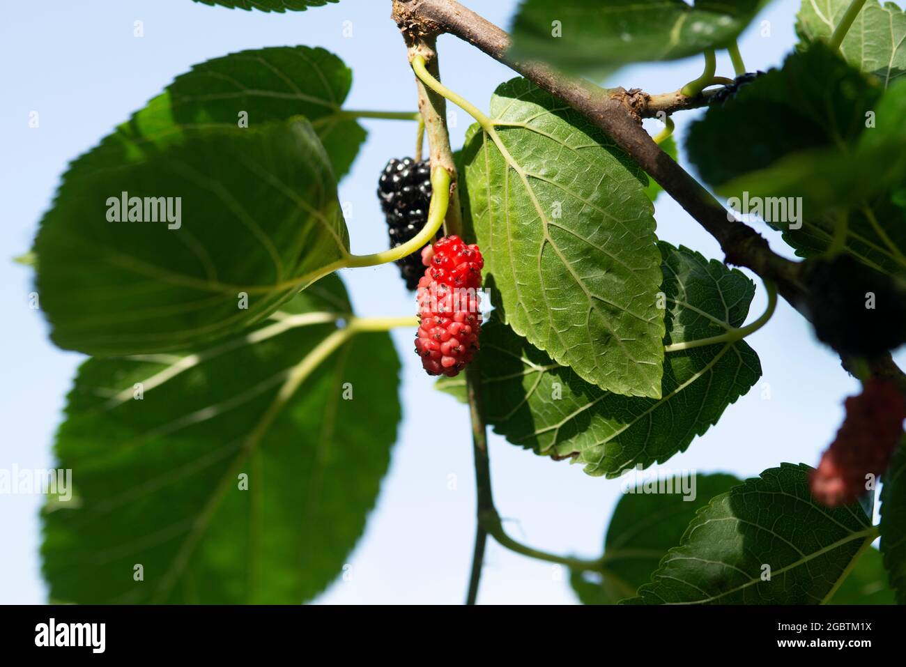 White mulberry leaves morus alba hi-res stock photography and images ...