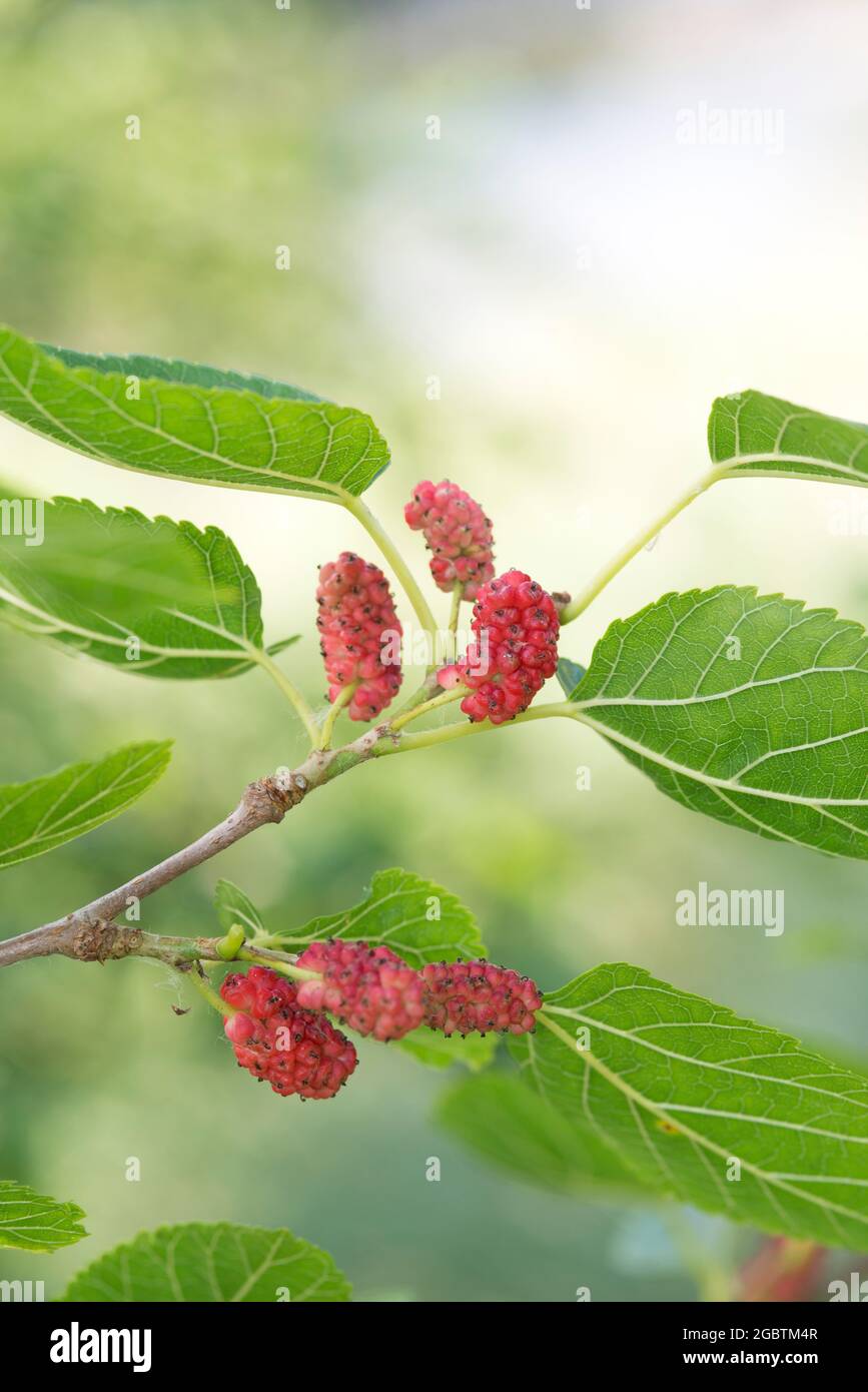 White Mulberry, Morus Alba, Fruit and Leaves Stock Photo - Alamy