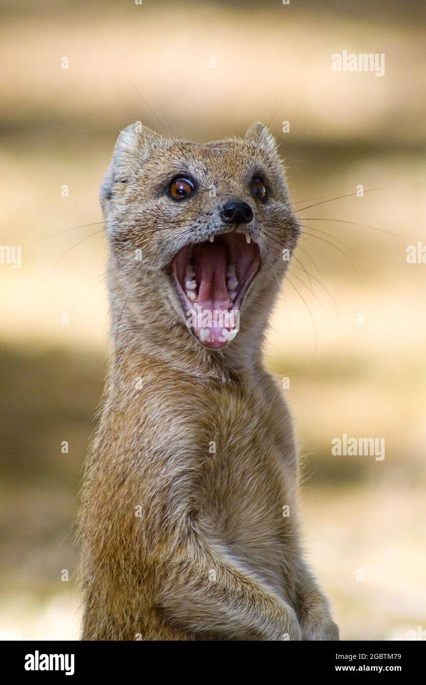 Vertical shot of a mongoose standing on its hind legs with its mouth ...