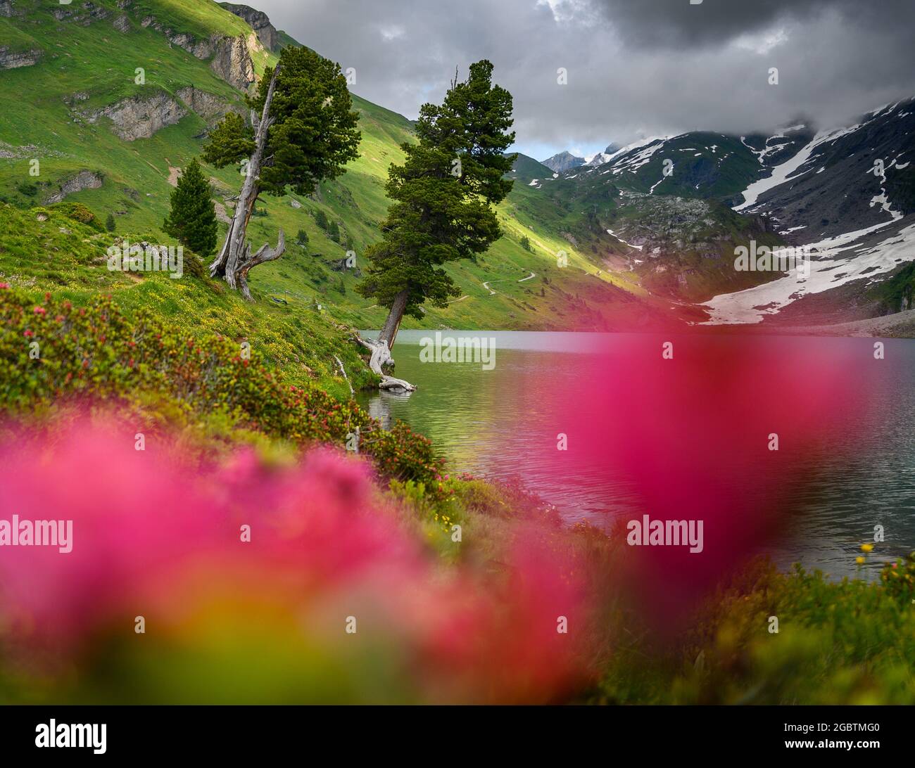 two oldgrown trees at Engstlensee in the Bernese Alps with pink alpine ...