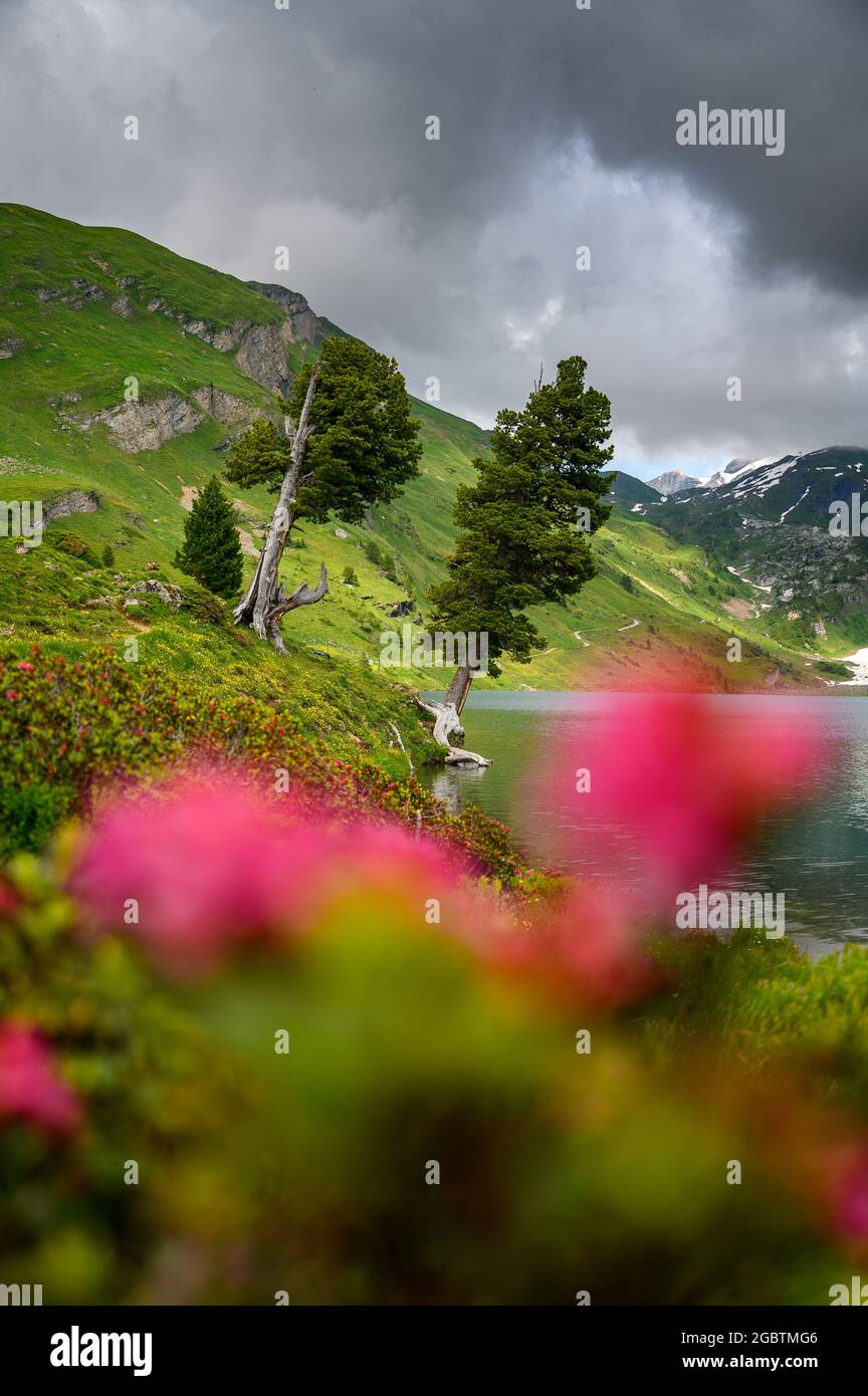 two oldgrown trees at Engstlensee in the Bernese Alps with pink alpine ...
