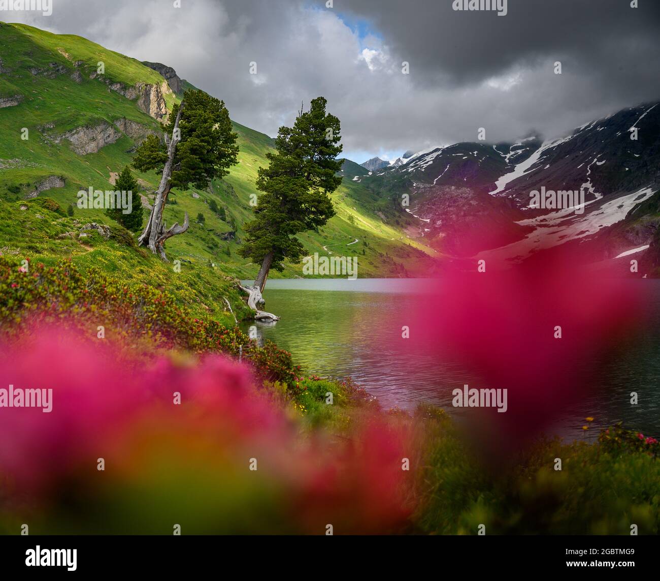 two oldgrown trees at Engstlensee in the Bernese Alps with pink alpine ...