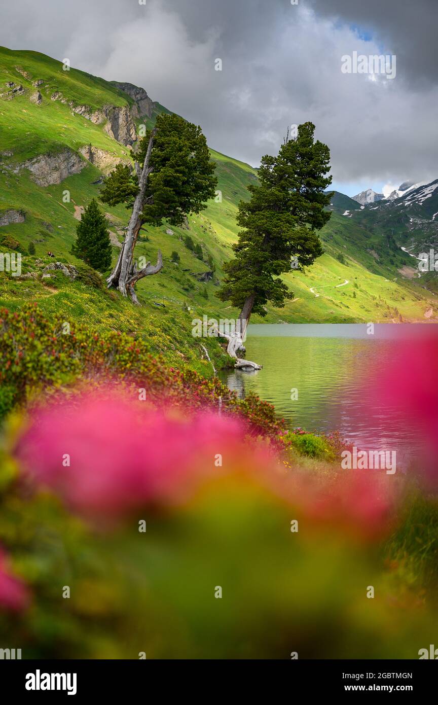 two oldgrown trees at Engstlensee in the Bernese Alps with pink alpine ...