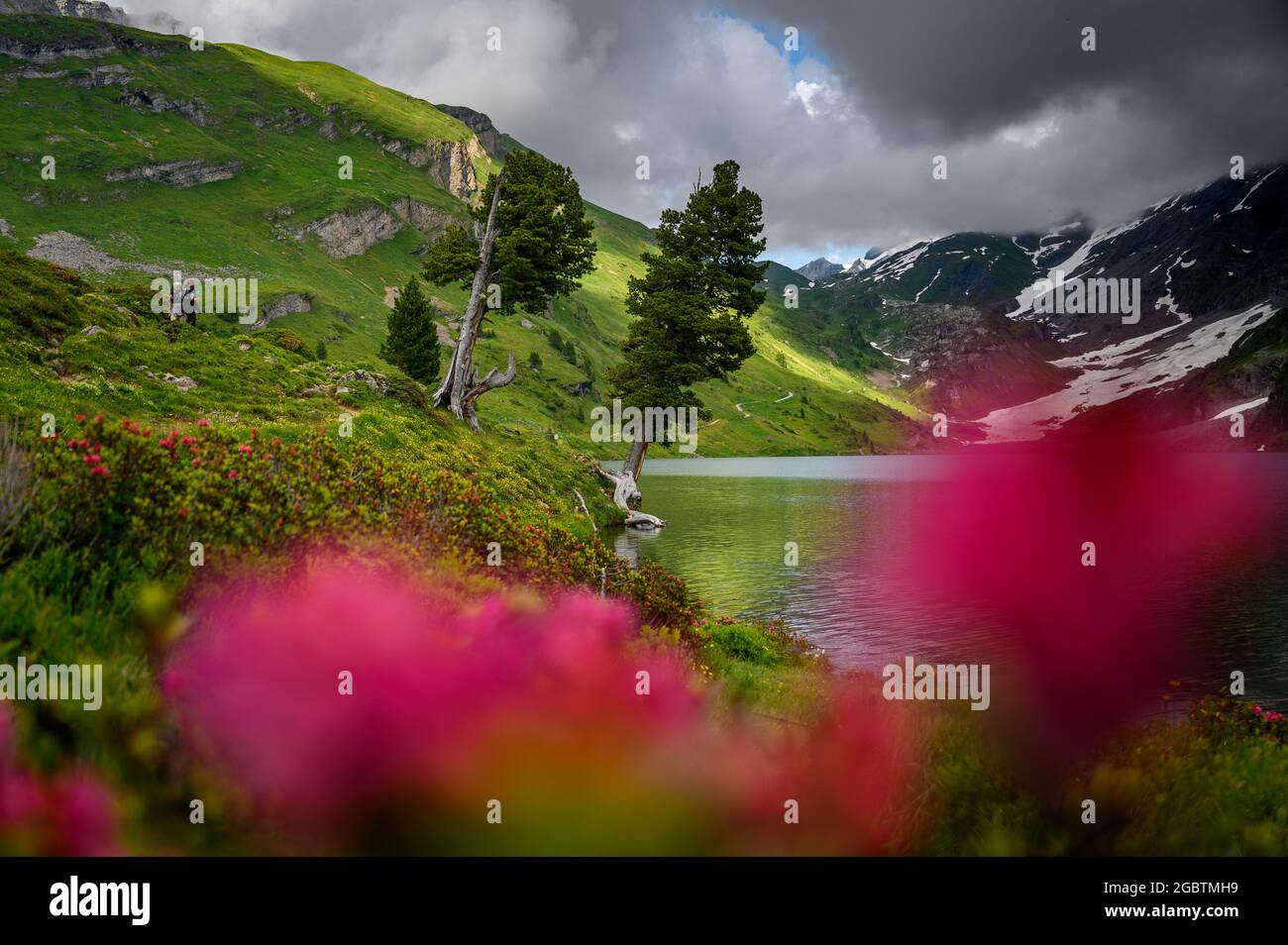 two oldgrown trees at Engstlensee in the Bernese Alps with pink alpine ...