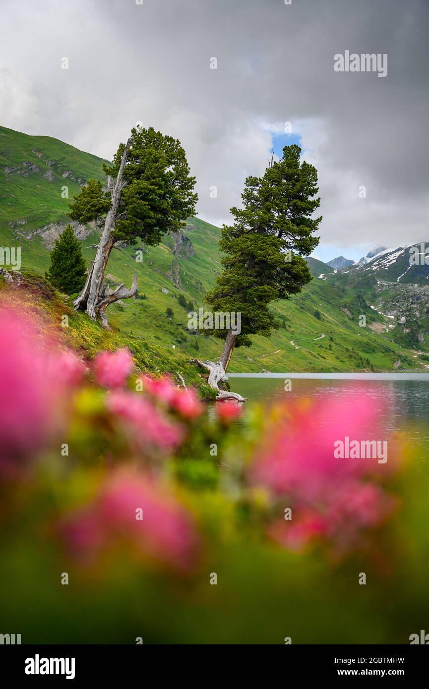 two oldgrown trees at Engstlensee in the Bernese Alps with pink alpine ...
