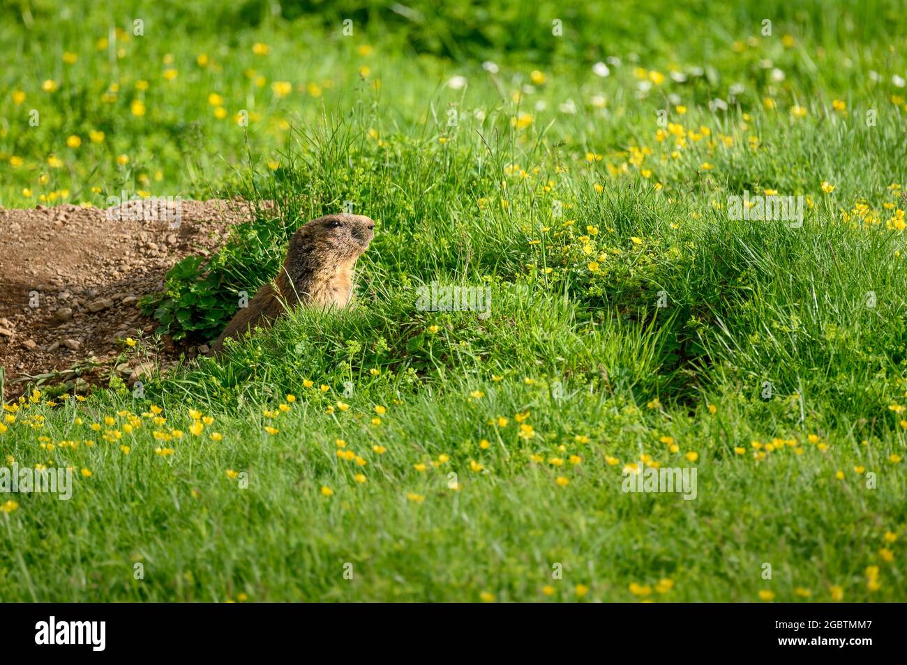 curious marmot peaking out of its burrow in a lush green alpine meadow ...