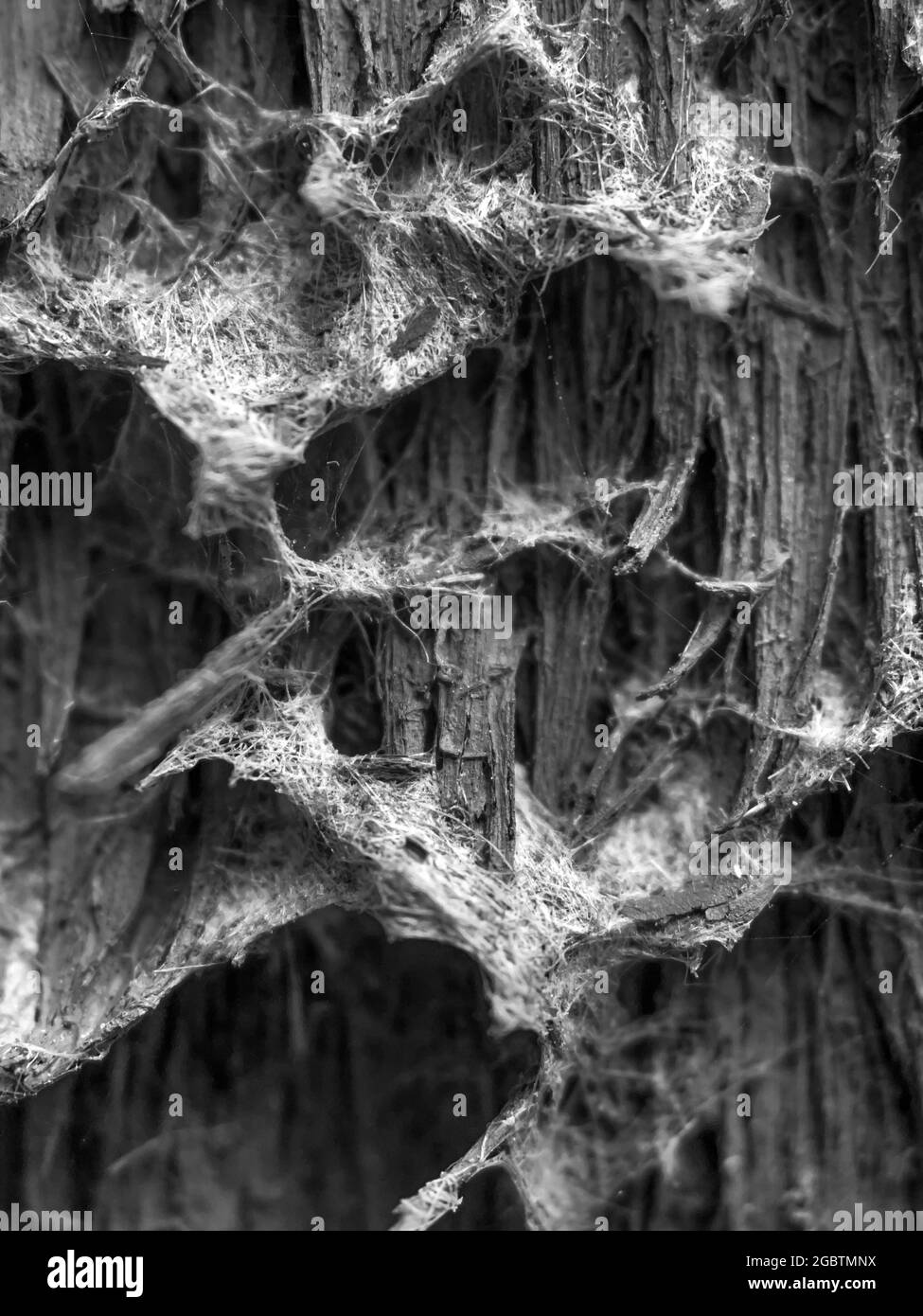 Vertical greyscale closeup shot of spider webs on a damaged tree trunk ...