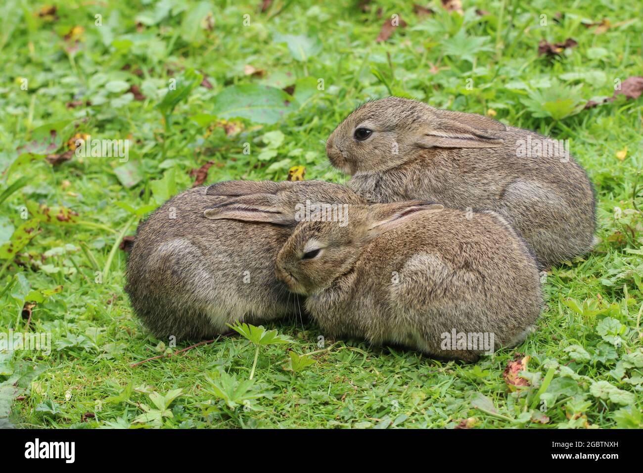 Baby Wild Rabbit (Oryctolagus cuniculus) sitting in a field Stock Photo ...