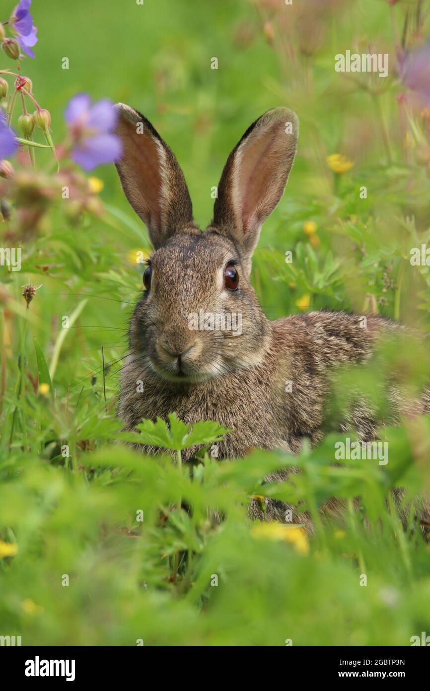 Baby Wild Rabbit (Oryctolagus cuniculus) sitting in a field Stock Photo ...