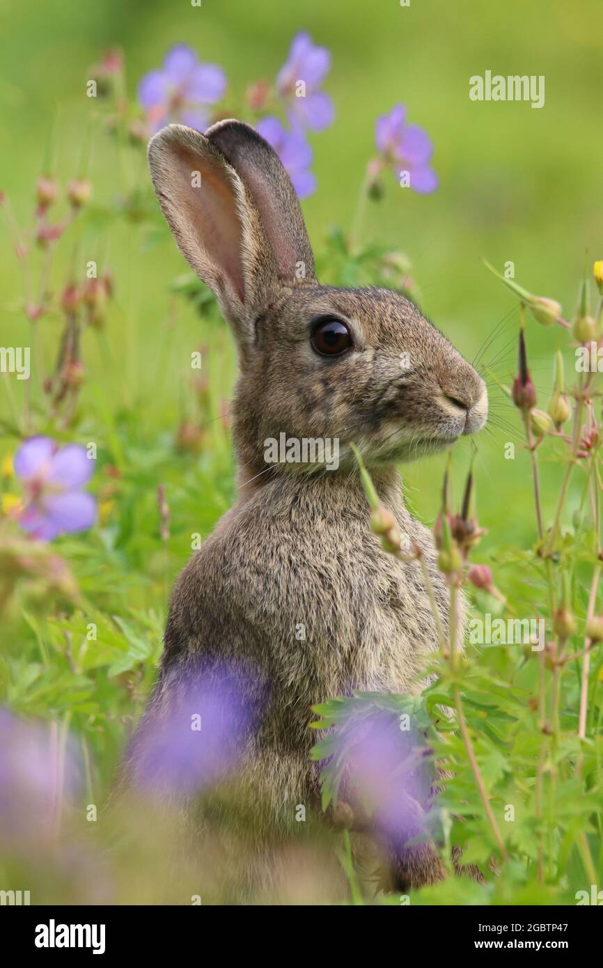 Baby Wild Rabbit (Oryctolagus cuniculus) sitting in a field Stock Photo ...