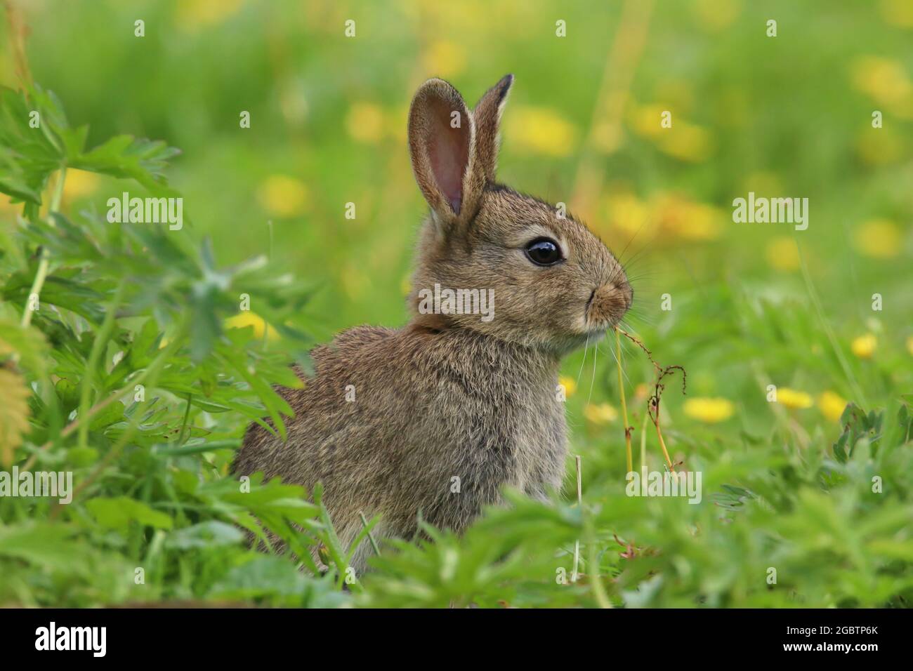 Baby Wild Rabbit (Oryctolagus cuniculus) sitting in a field Stock Photo ...