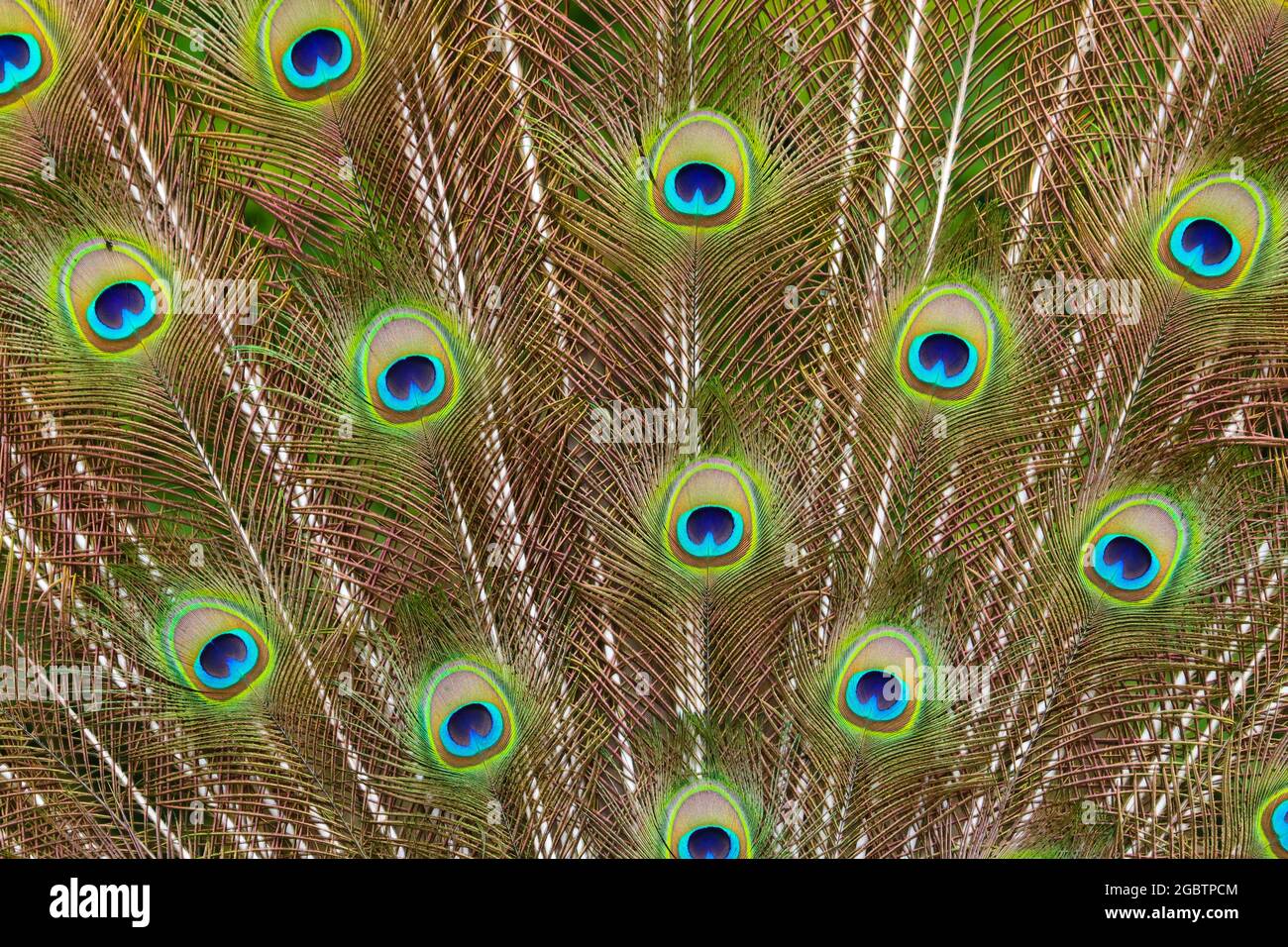 Close up detail of a male peacock's tail feathers shining in the ...