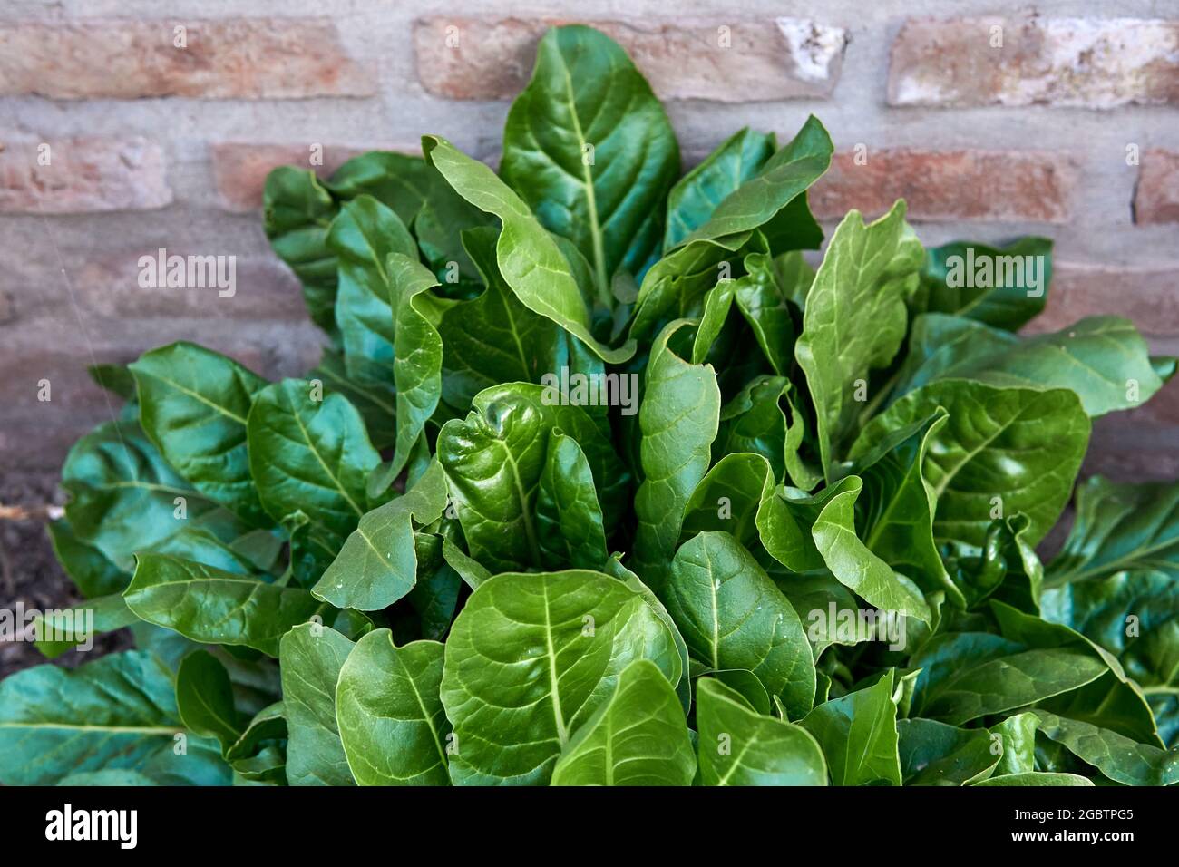 Vegetable garden swiss chard hi-res stock photography and images - Alamy