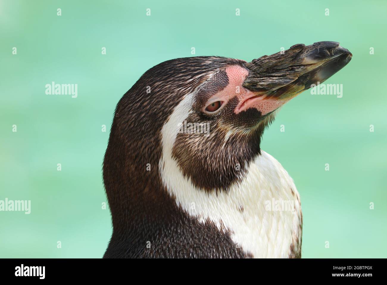 Close up view of penguin face hi-res stock photography and images - Alamy