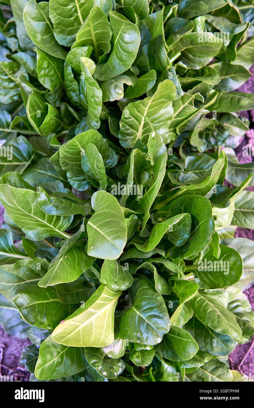 chard green leaves at organic swiss gardens with sunshine day. The ...