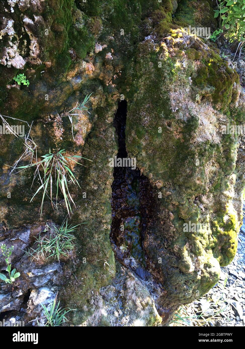 Background with moss or mold on the mountain rock. Green nature ...