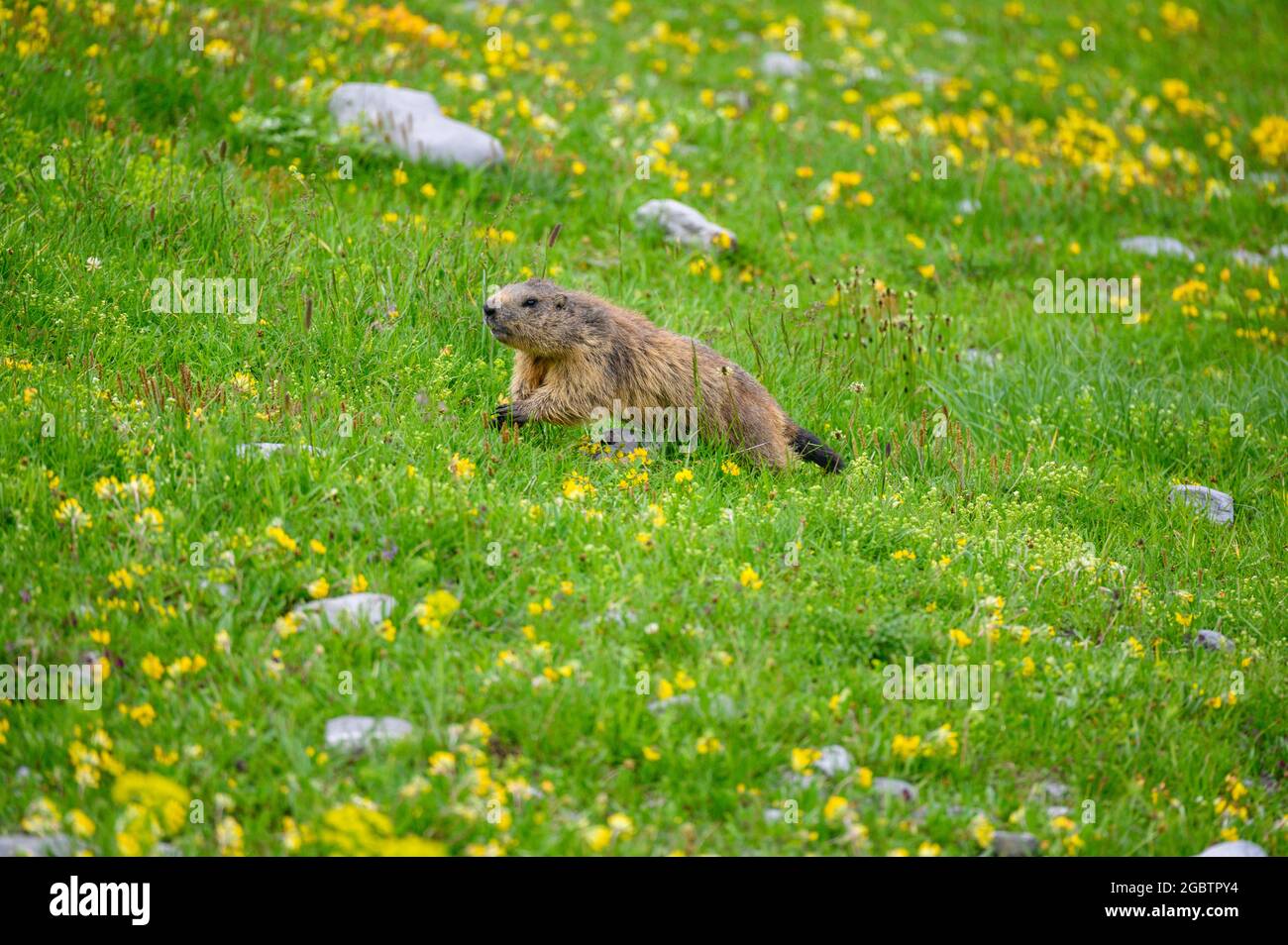 running Alpine marmot (Marmota marmota) in a lush green alpine summer ...