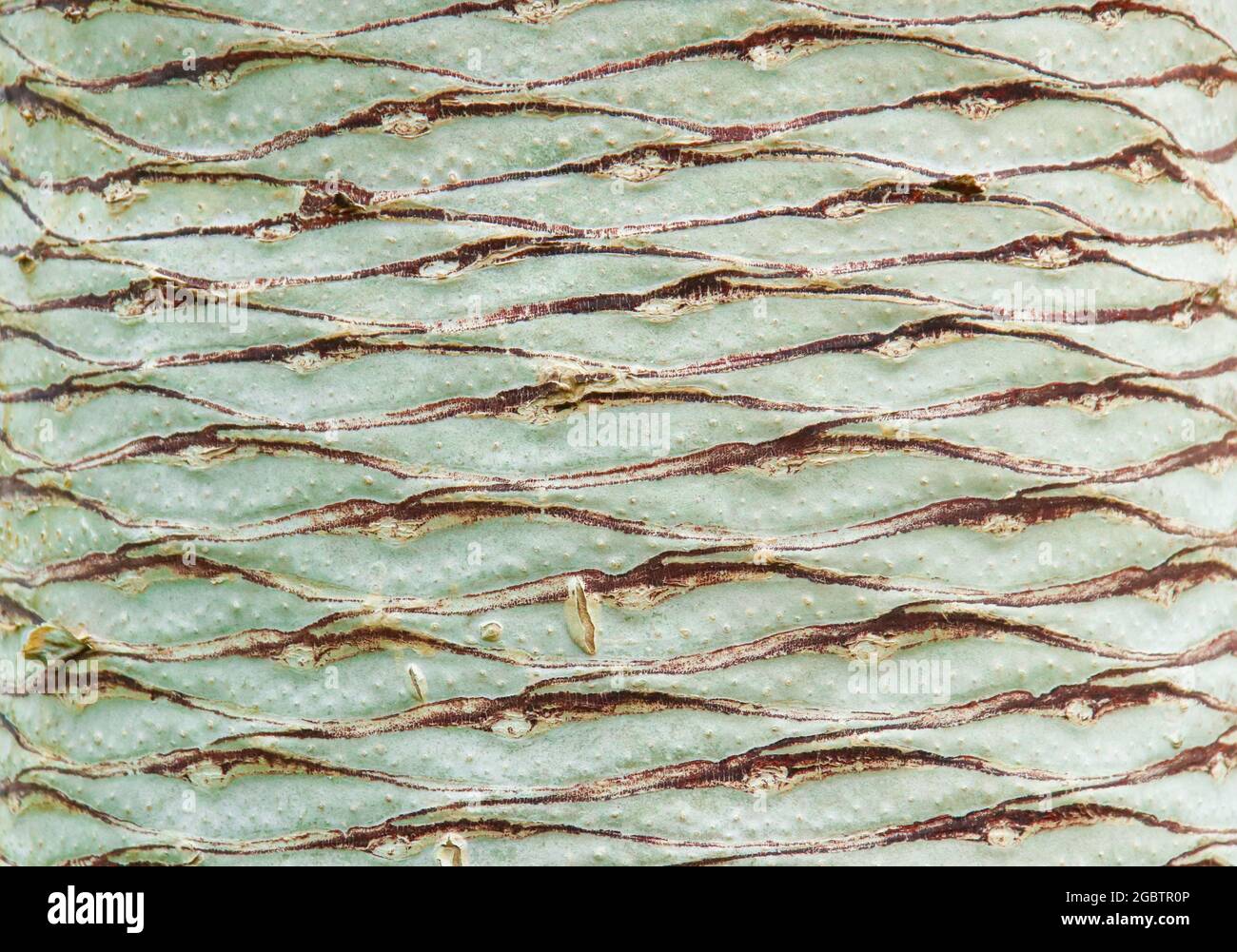 Draco palm hi-res stock photography and images - Alamy