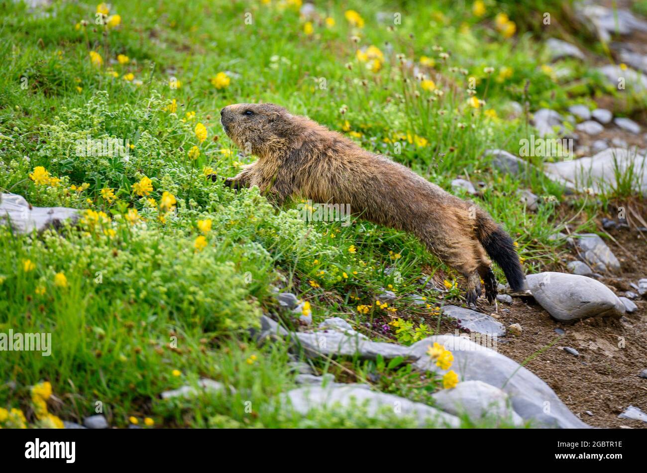 running Alpine marmot (Marmota marmota) in a lush green alpine summer ...