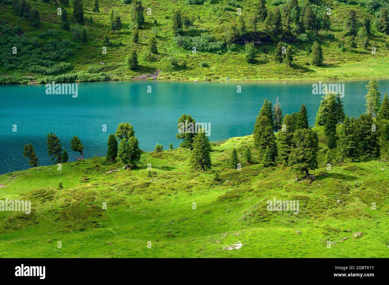 oldgrown tree at Engstlensee in Berner Oberland Stock Photo - Alamy