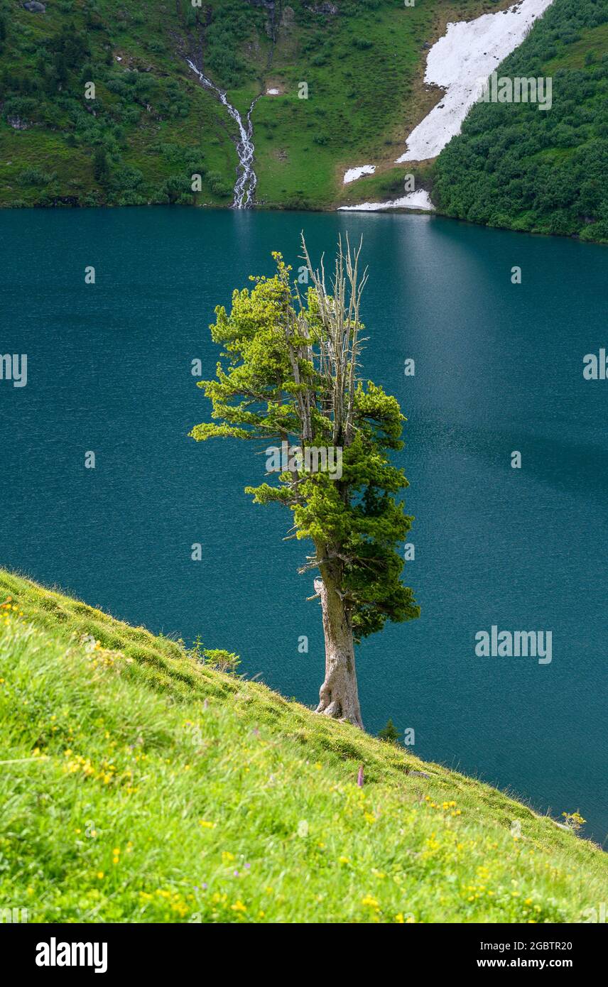 oldgrown tree at Engstlensee in Berner Oberland Stock Photo - Alamy