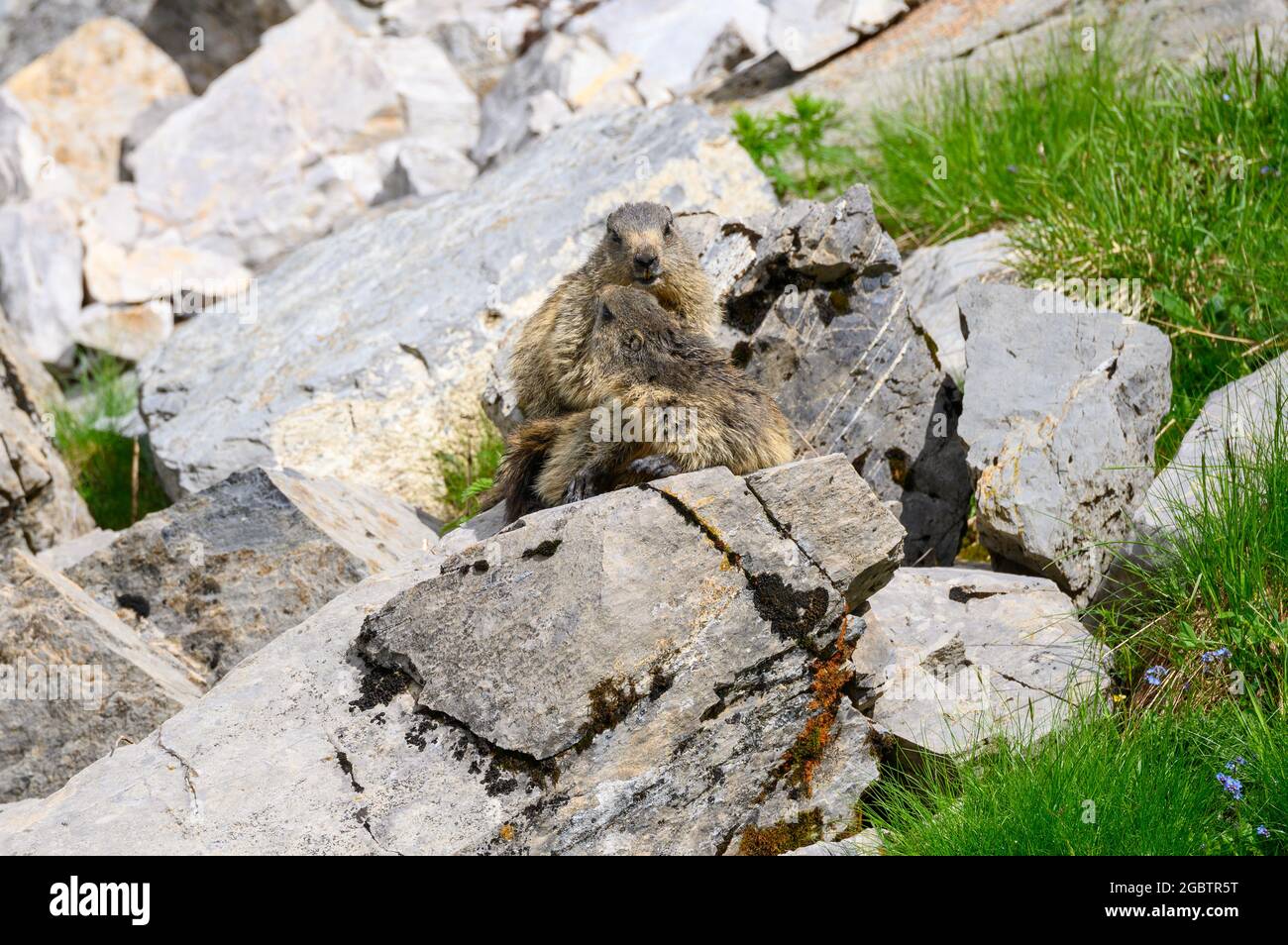 two fighting alpine marmots on rocks in Berner Oberland Stock Photo - Alamy