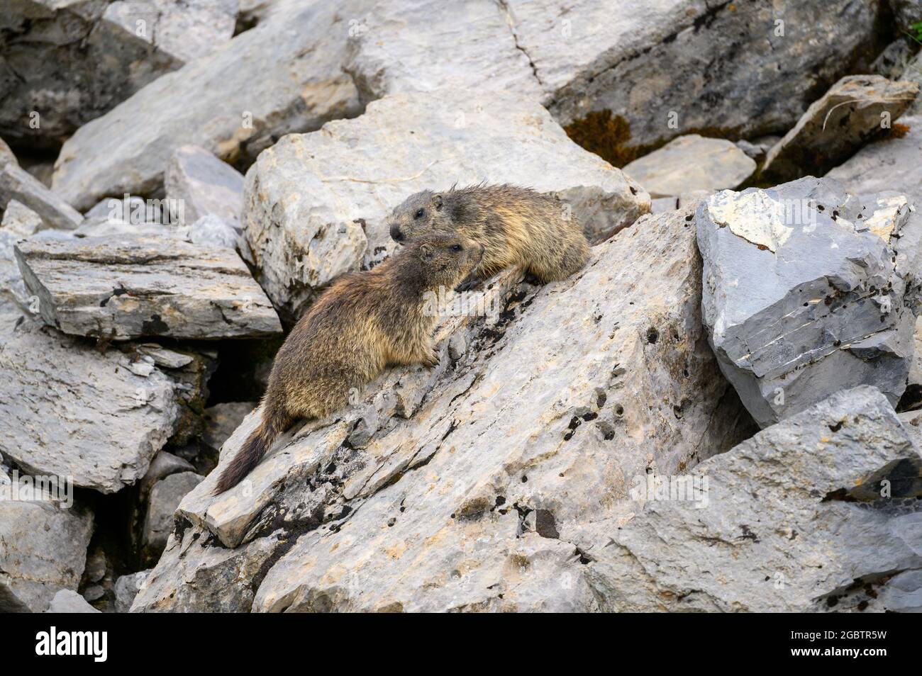 two Alpine marmots (Marmota marmota) looking out of its den in the Bernese Alps Stock Photo - Alamy