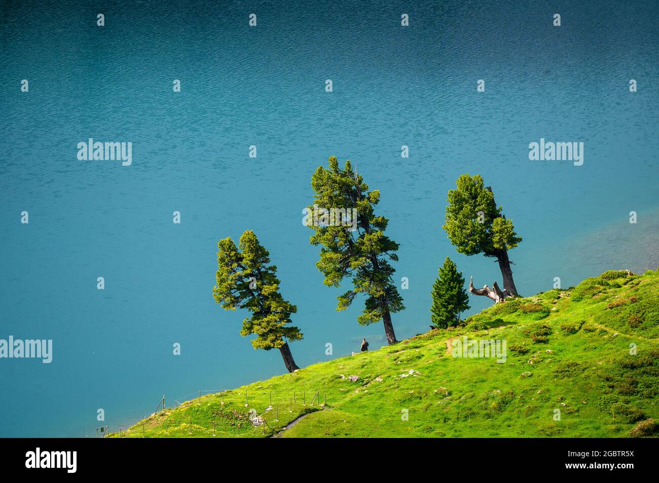 oldgrown tree at Engstlensee in Berner Oberland Stock Photo - Alamy