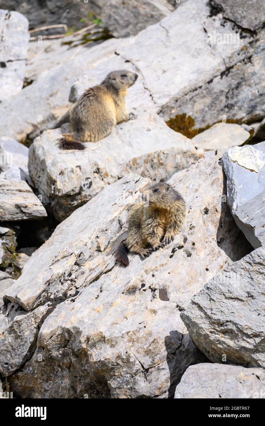 Marmots Switzerland High Resolution Stock Photography and Images - Alamy
