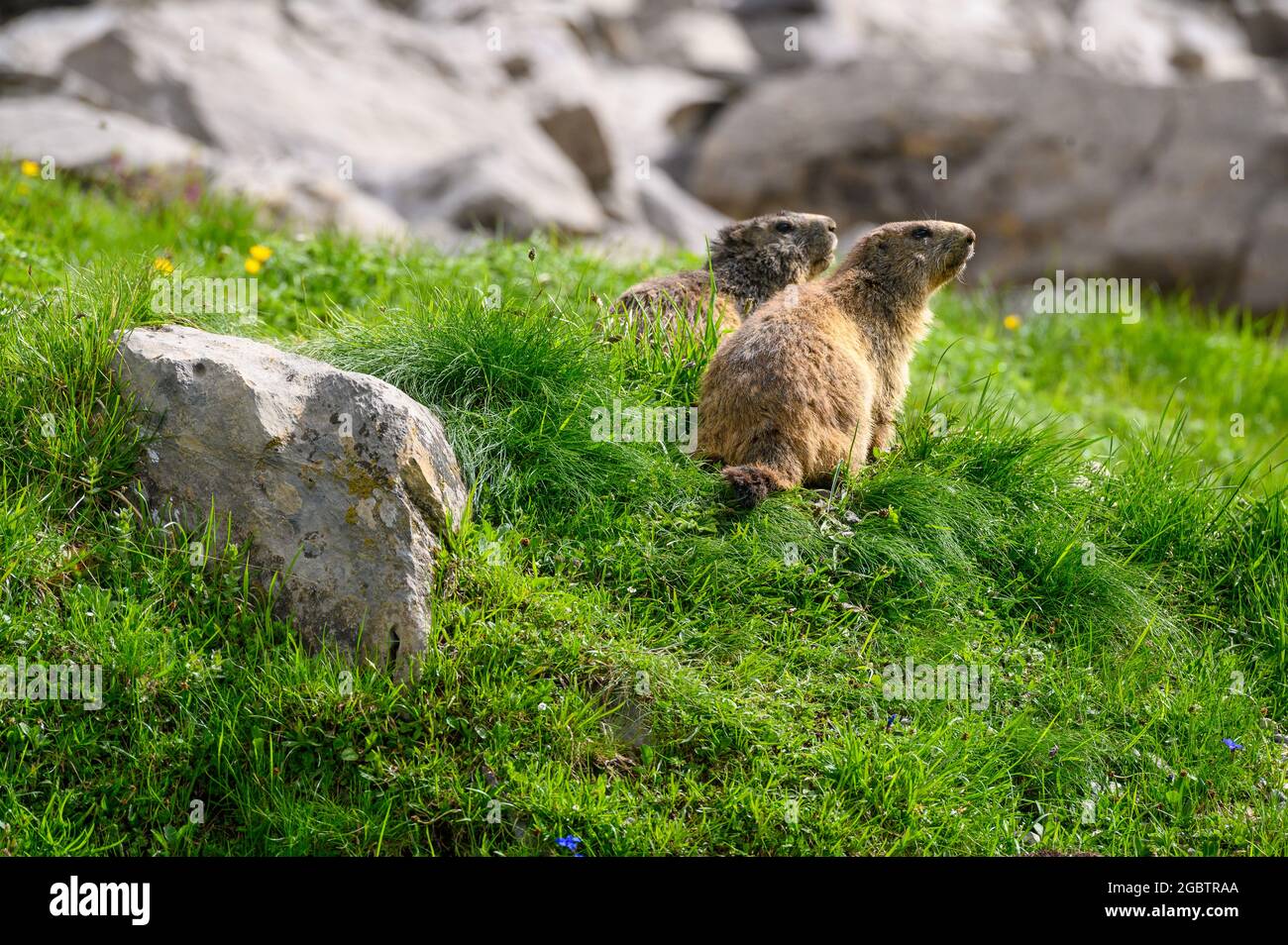 two alpine marmots in grass in Berner Oberland Stock Photo - Alamy
