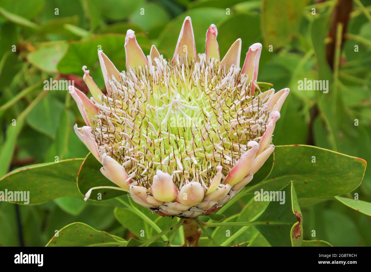 Giant protea south africa hi-res stock photography and images - Alamy
