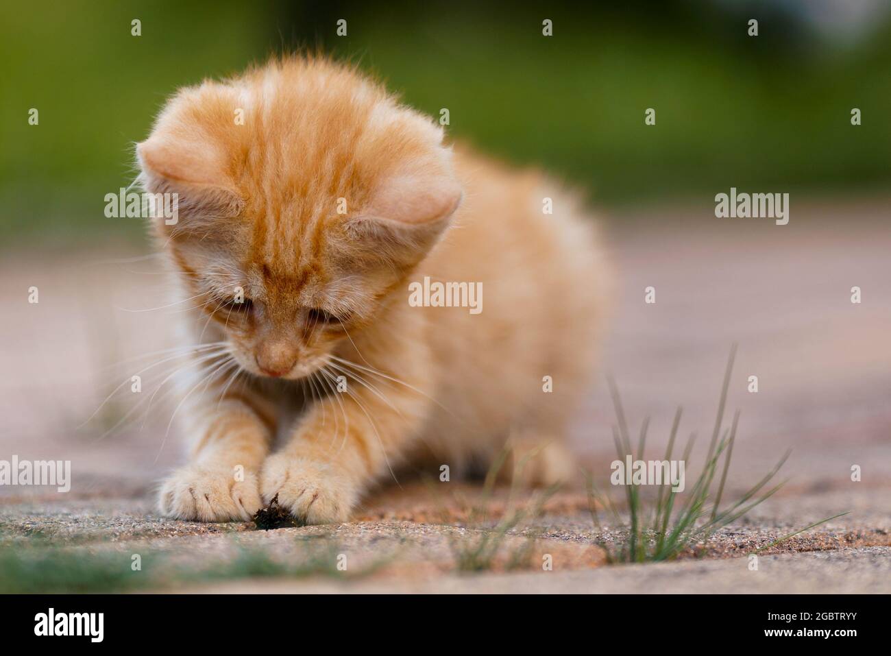 Cute little red kitten playing outdoors. Portrait of a red kitten in ...