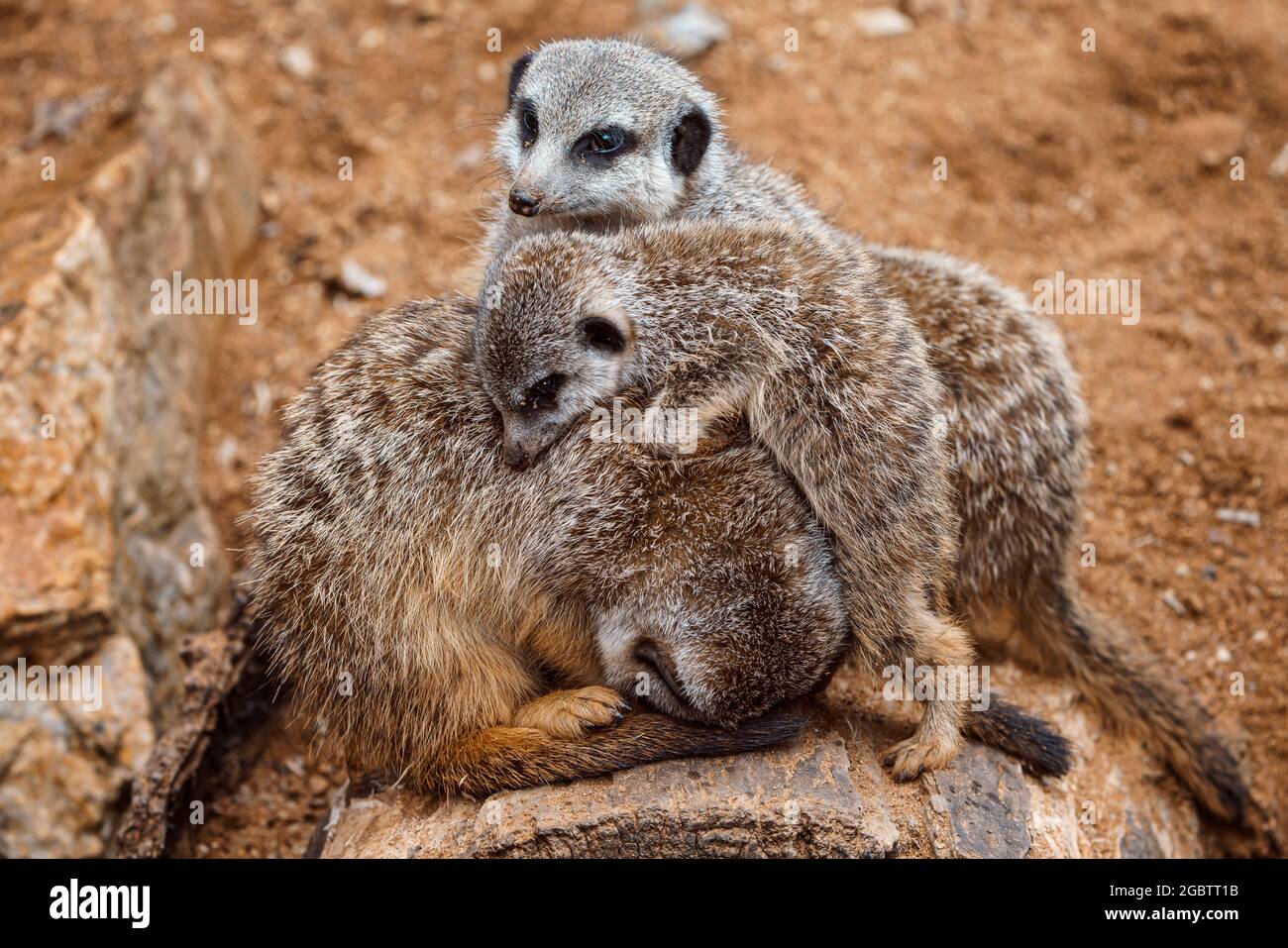 Suricate or meerkat (Suricata suricatta) Family photos of the cute ...