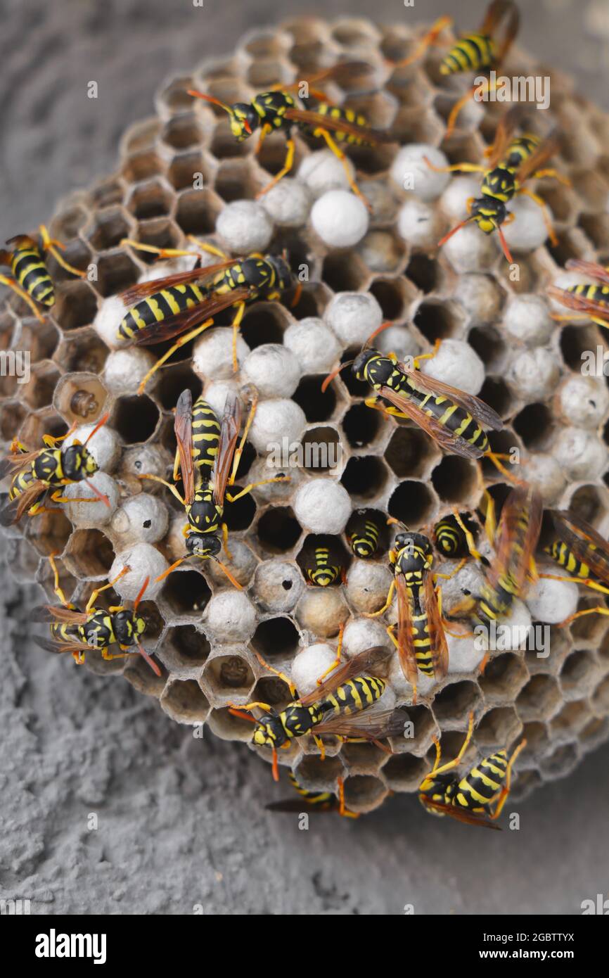 Wasps. Wasp Nest in Your Yard. Wasp Nest with cells Stock Photo - Alamy