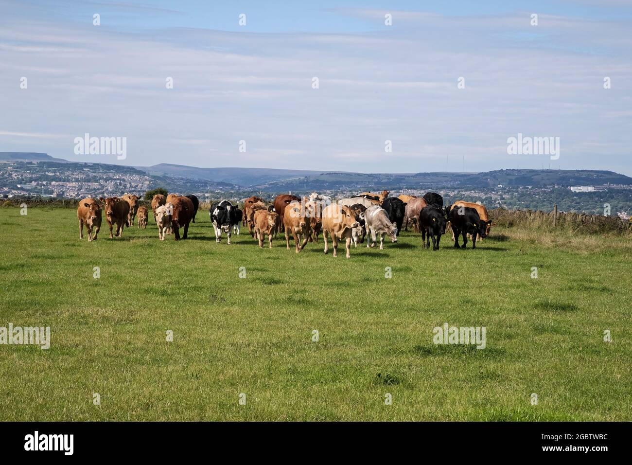 A herd of cows and calves being moved to an adjacent field on an upland ...