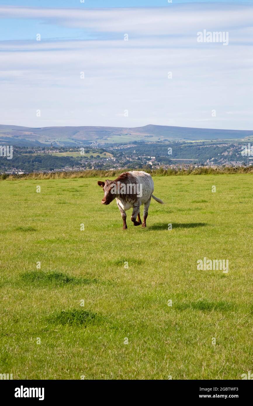 Ambling hi-res stock photography and images - Alamy