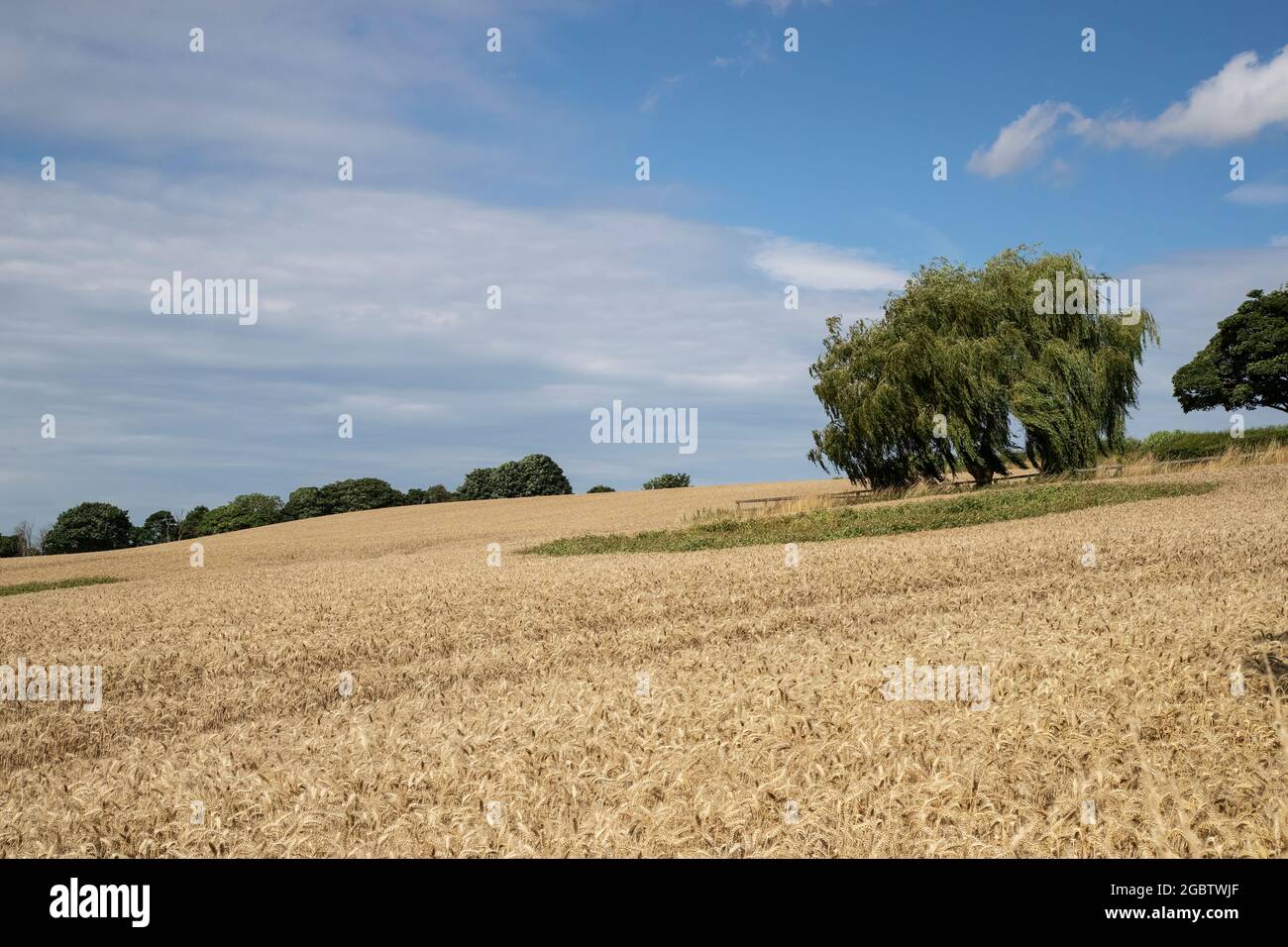 Mature wheat field against a blue sky with a willow tree on the rolling ...
