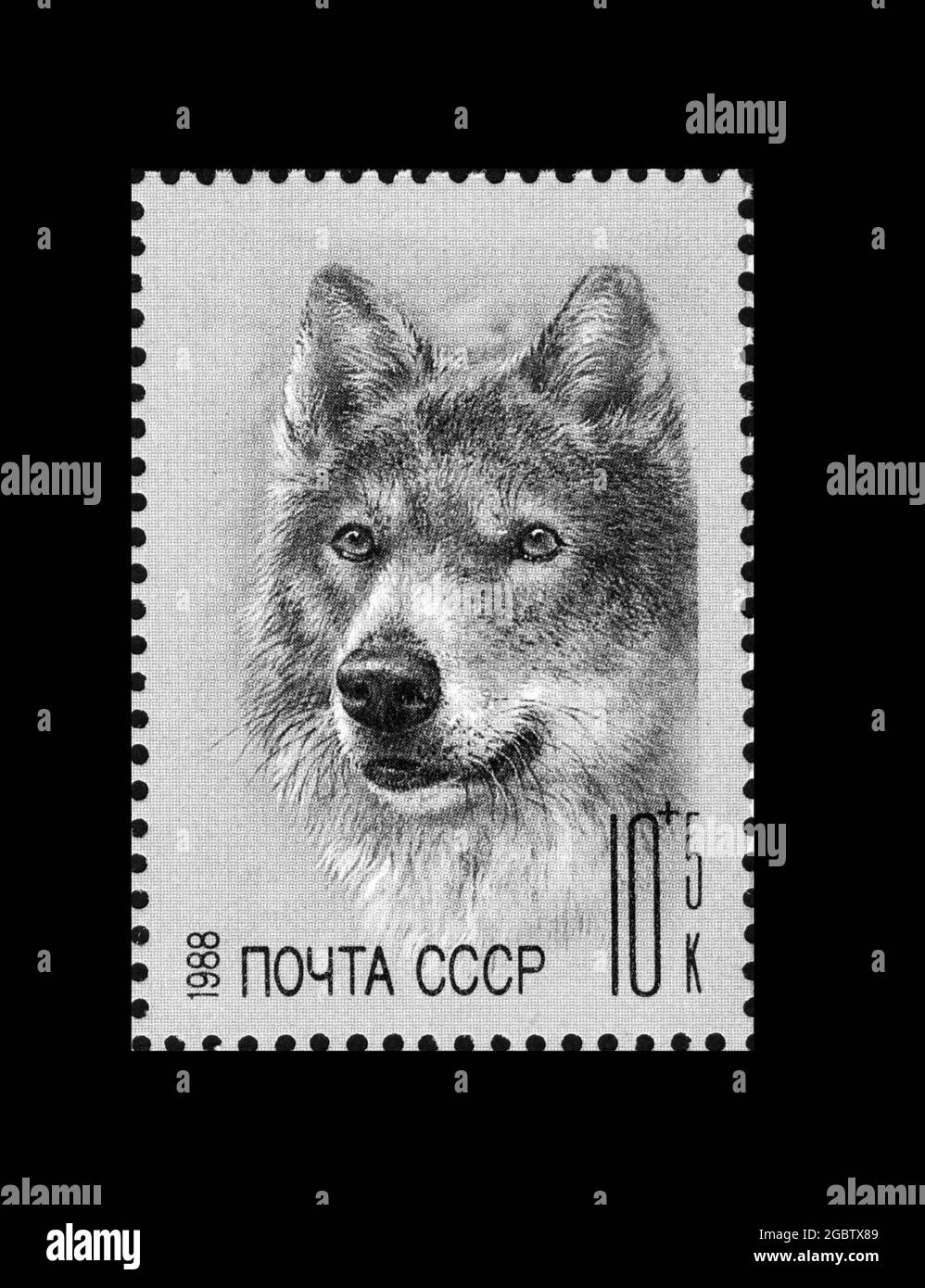 Stamp print in USSR,1988,animals,Wolf Stock Photo - Alamy