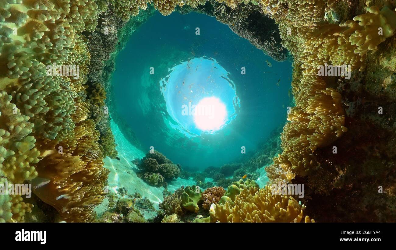 Tropical underwater sea fish. Colourful tropical coral reef. Scene reef ...